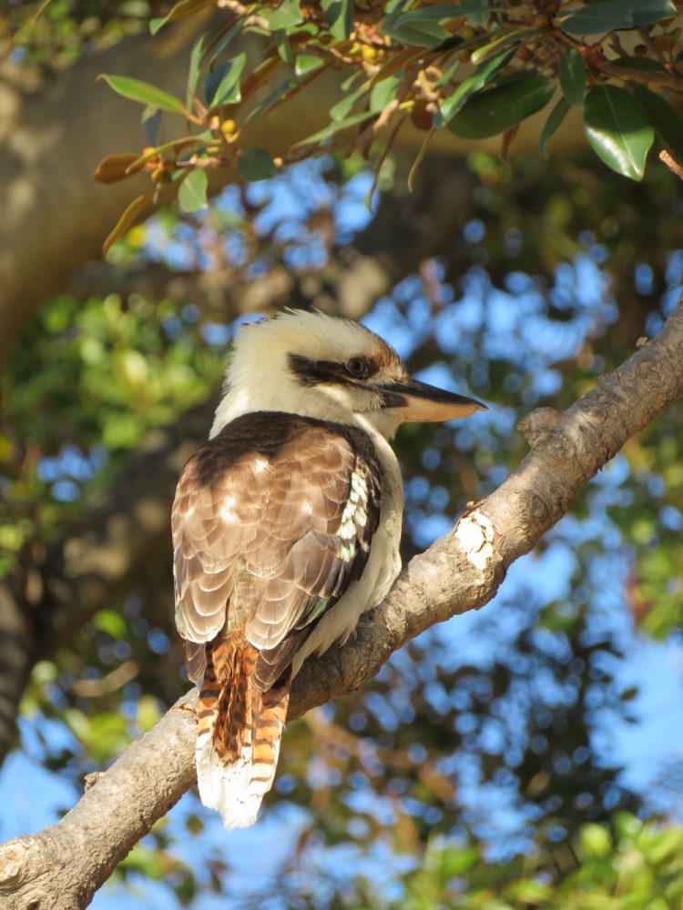 Sydney at its best! – Life…one big adventure