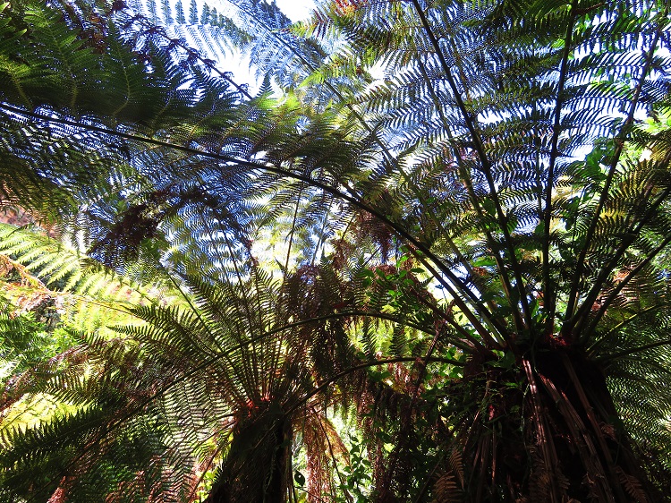 Stepping Down, Down, Down into the Gorgeous Fern Tree Gully, Rylstone ...