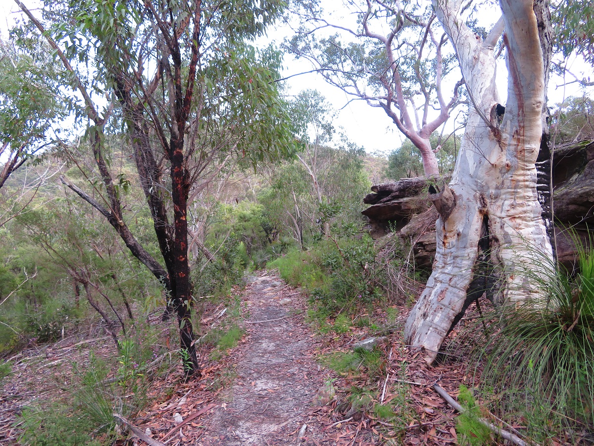 The Great North Walk – Day 5 – Ridge Top Camp to Cowan – Life…one big ...