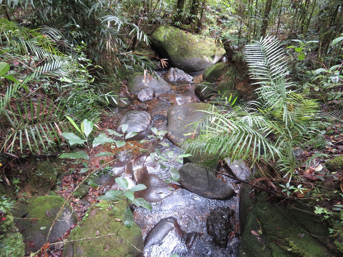In the Shadow of Mt Kinabalu – A Hidden Botanical Garden, Sabah Borneo ...