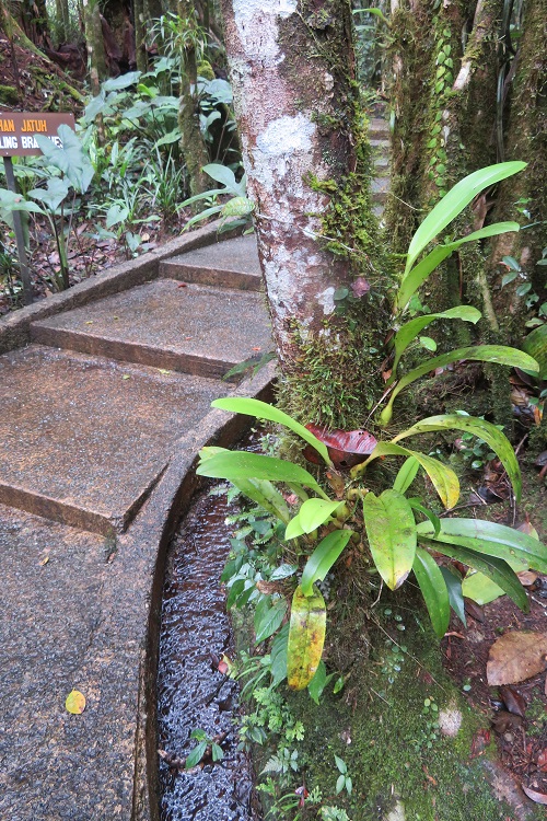 In the Shadow of Mt Kinabalu – A Hidden Botanical Garden, Sabah Borneo ...