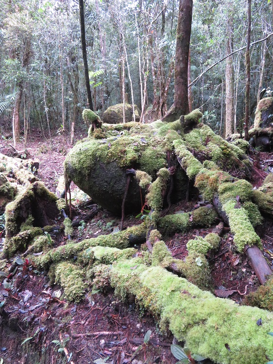 In the Shadow of Mt Kinabalu – A Hidden Botanical Garden, Sabah Borneo ...