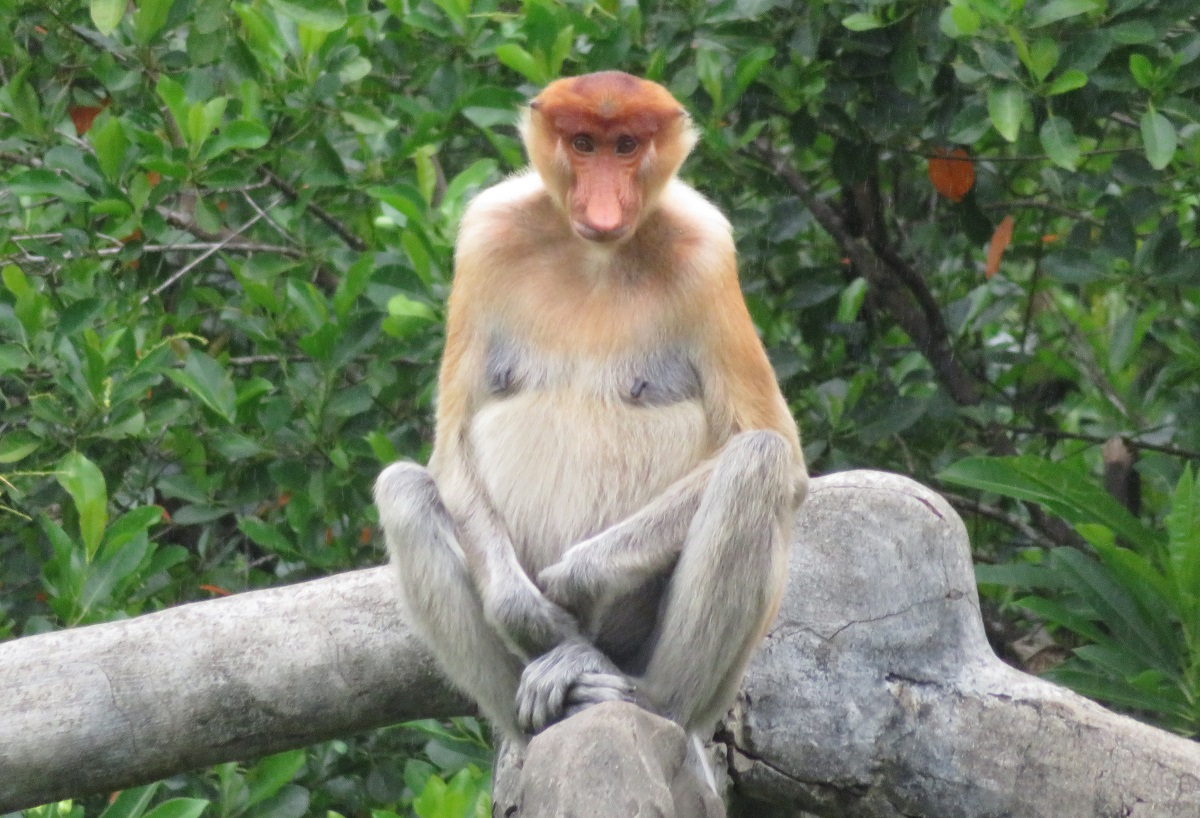 Monkeying Around at the Labuk Bay Proboscis Monkey Sanctuary, Sabah ...