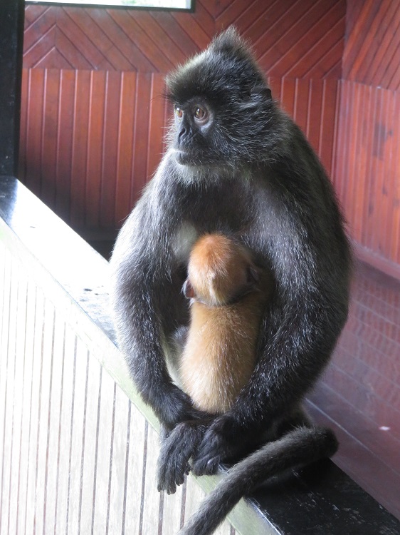Monkeying Around at the Labuk Bay Proboscis Monkey Sanctuary, Sabah ...