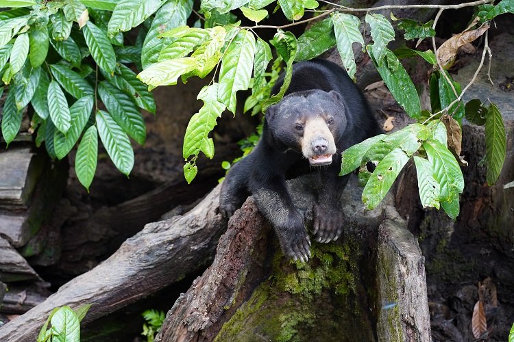A Sleepy Stroll through the Borneo Sun Bear Conservation Centre, Sabah ...